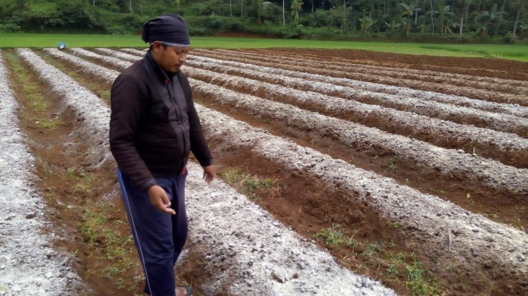 Pengaruh Kondisi Tanah Asam atau Basah (pH) Pada Tanaman Perkebunan ...